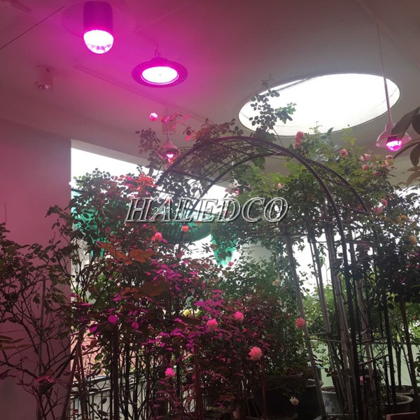 TOP 11 đèn LED trồng hoa hồng hiệu quả nhất giá rẻ