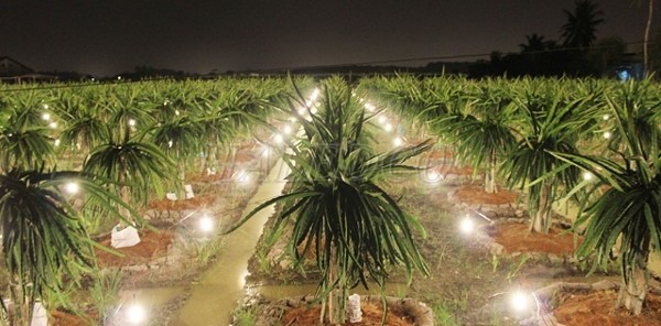 Chong đèn là gì? Ý nghĩa của chiếu đèn cho cây trồng